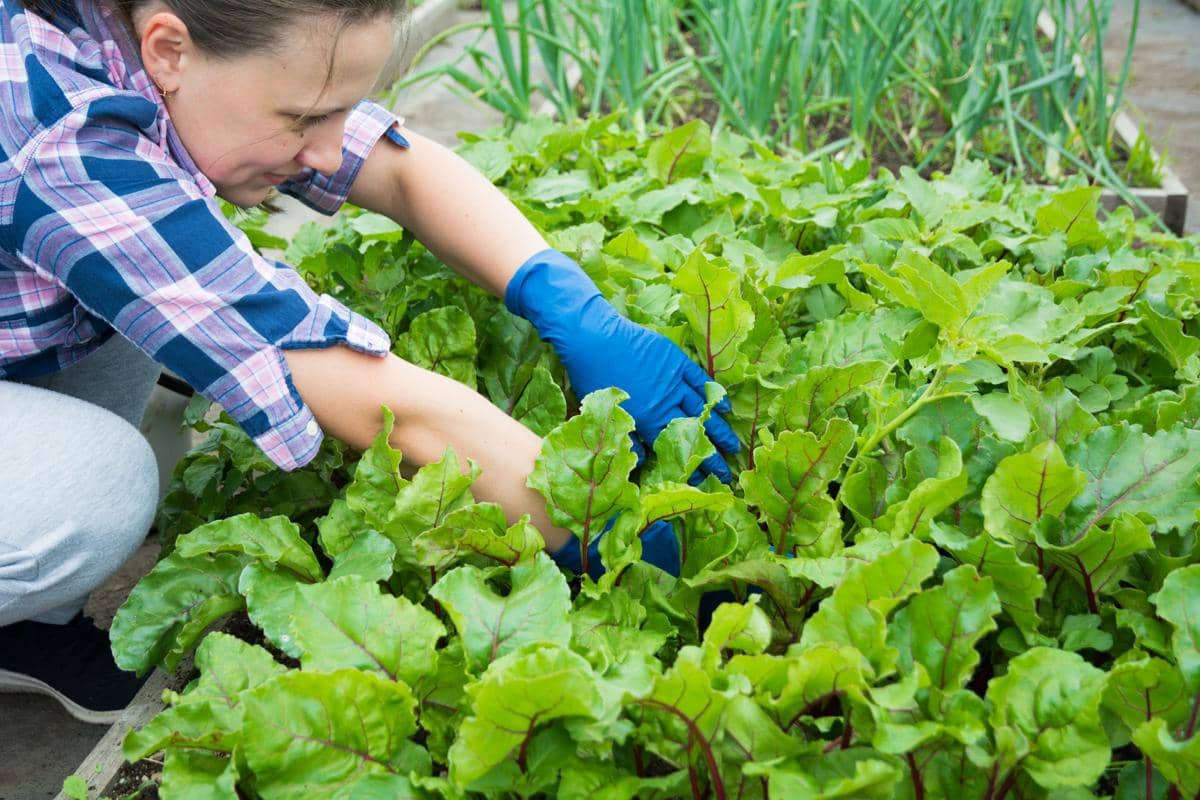 5 Langkah Bikin Kebun Sayur Mini di Rumah, Simple tapi Produktif! | IDN ...