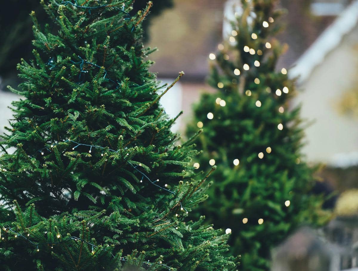 10 Jenis Pohon yang Bisa Jadi Pohon Natal, Mana yang Paling Estetik ...