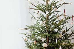 10 Jenis Pohon yang Bisa Jadi Pohon Natal, Mana yang Paling Estetik ...