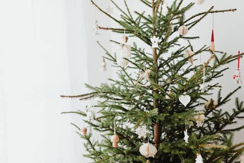 10 Jenis Pohon yang Bisa Jadi Pohon Natal, Mana yang Paling Estetik ...
