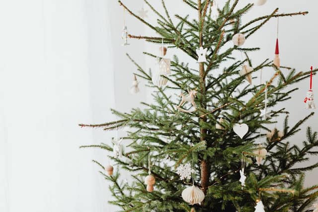 10 Jenis Pohon yang Bisa Jadi Pohon Natal, Mana yang Paling Estetik ...