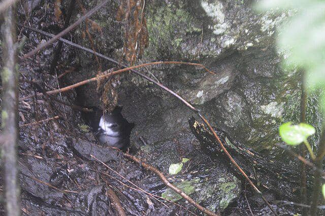 5 Fakta Galapagos Petrel, Pengelana Samudra yang Kini Makin Langka ...