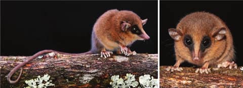 8 Penemuan Spesies Fauna Baru 2025, dari Ular sampai Katak! | IDN Times