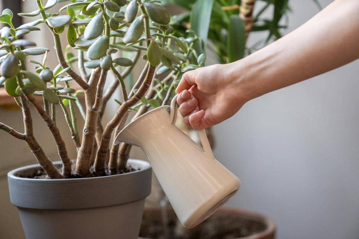Biophilia Effect dan Rasa Tenang Dekat Tanaman | IDN Times
