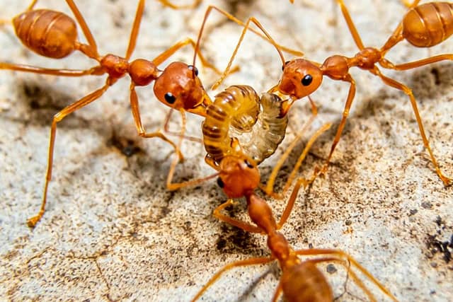 6 Fakta Menarik Fenomena Perang di Dunia Semut, Brutal Banget! | IDN Times
