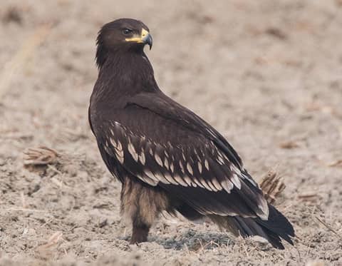 7 Fakta Unik Burung Rajawali Totol, Sering Dikira Burung Bangkai! | IDN ...