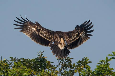7 Fakta Unik Burung Rajawali Totol, Sering Dikira Burung Bangkai! | IDN ...