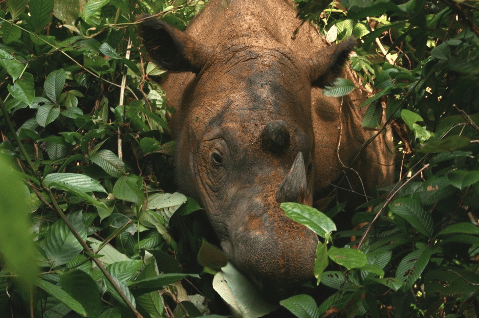 Hewan Terancam Punah di Sumatra dan Kerusakan Habitat | IDN Times