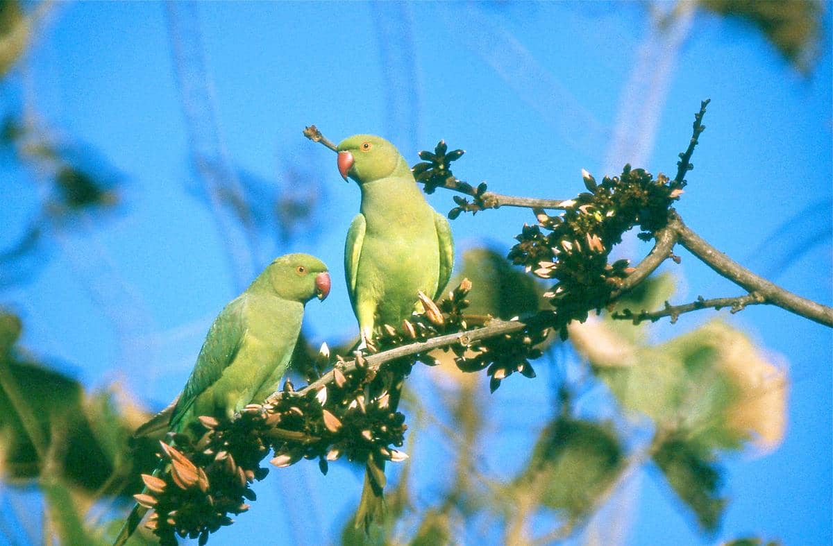 Bagaimana Cara Burung Parkit Menentukan Teman? Unik! | IDN Times