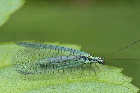 5 Fakta Chrysopa Perla, Serangga Hijau Cantik Penjaga Kebun | IDN Times