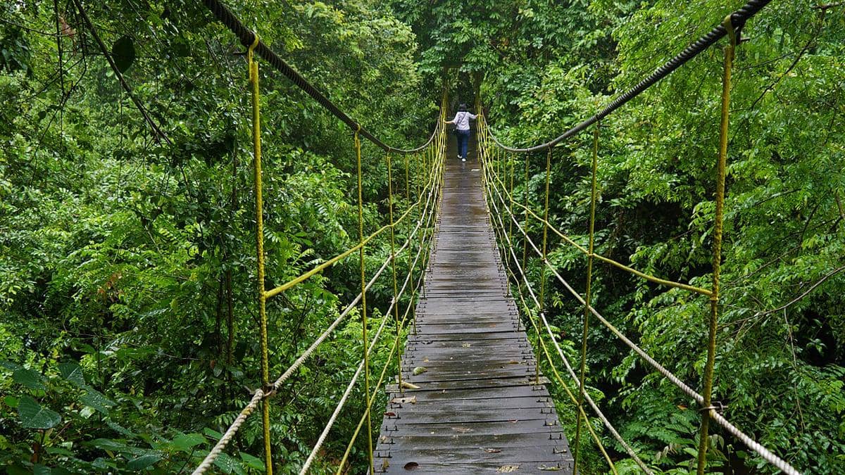 5 Fakta Menarik Taman Nasional Kutai, Habitat Primata Asli Borneo | IDN ...