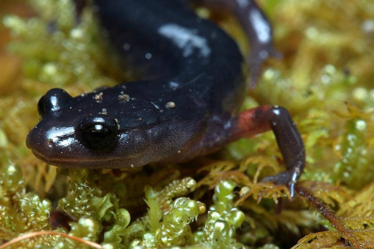 Apakah di Indonesia Ada Salamander? Faktanya Mencengangkan! | IDN Times