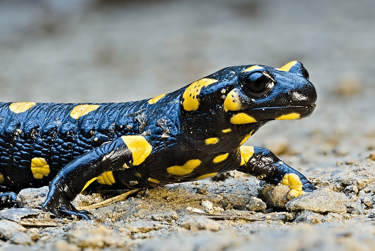 Apakah di Indonesia Ada Salamander? Faktanya Mencengangkan! | IDN Times