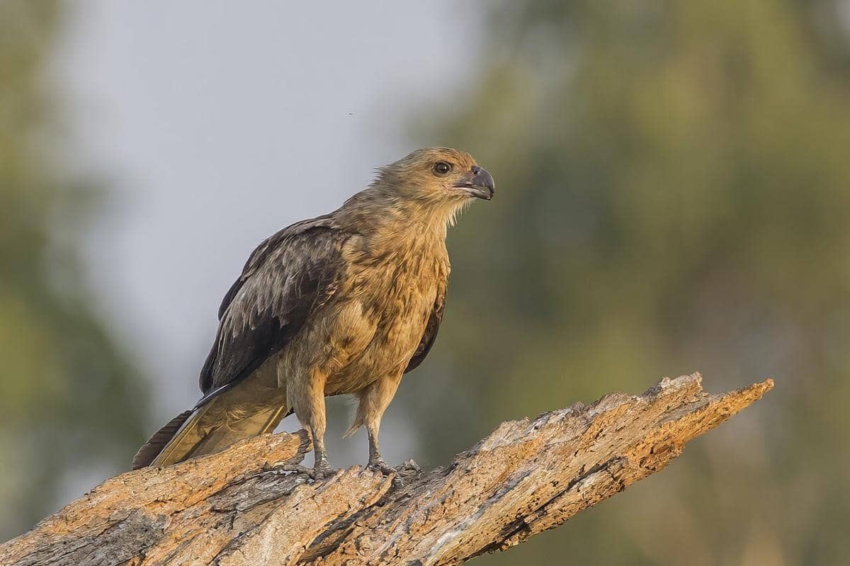 5 Burung Elang yang Menghuni Australia, Jadi Penguasa Langit | IDN Times