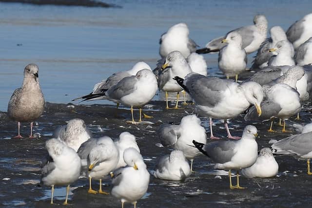 5 Fakta Iceland Gull, Spesies Camar Penghuni Perairan Ekstrem Arktik ...