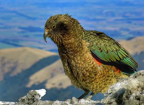 6 Fakta Menarik Burung Kea, Satu-satunya Parrot Gunung di Dunia | IDN Times