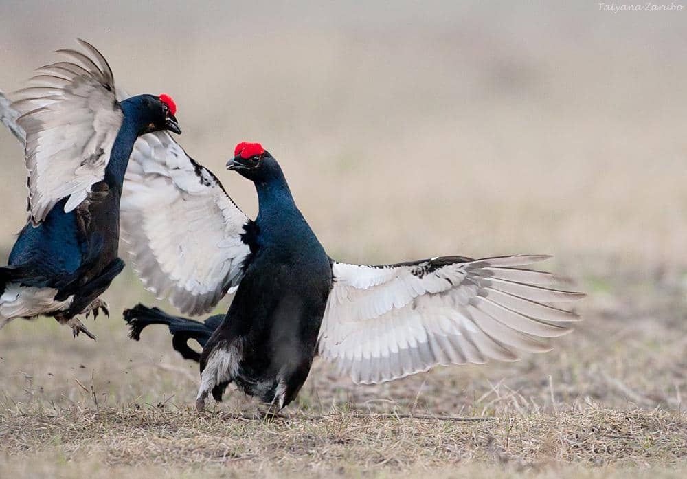 5 Fakta Menarik Black Grouse, Ahli Bertahan Hidup di Musim Dingin | IDN ...