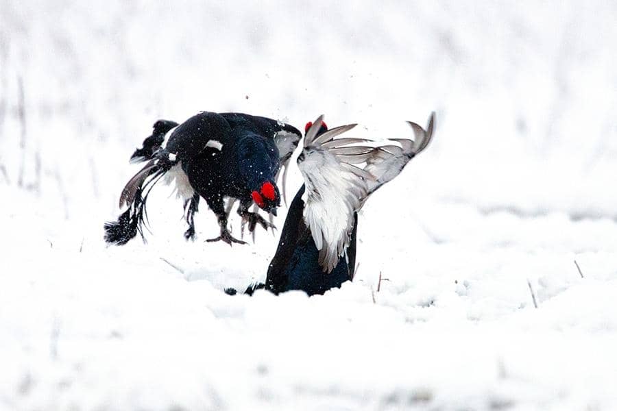 5 Fakta Menarik Black Grouse, Ahli Bertahan Hidup di Musim Dingin | IDN ...