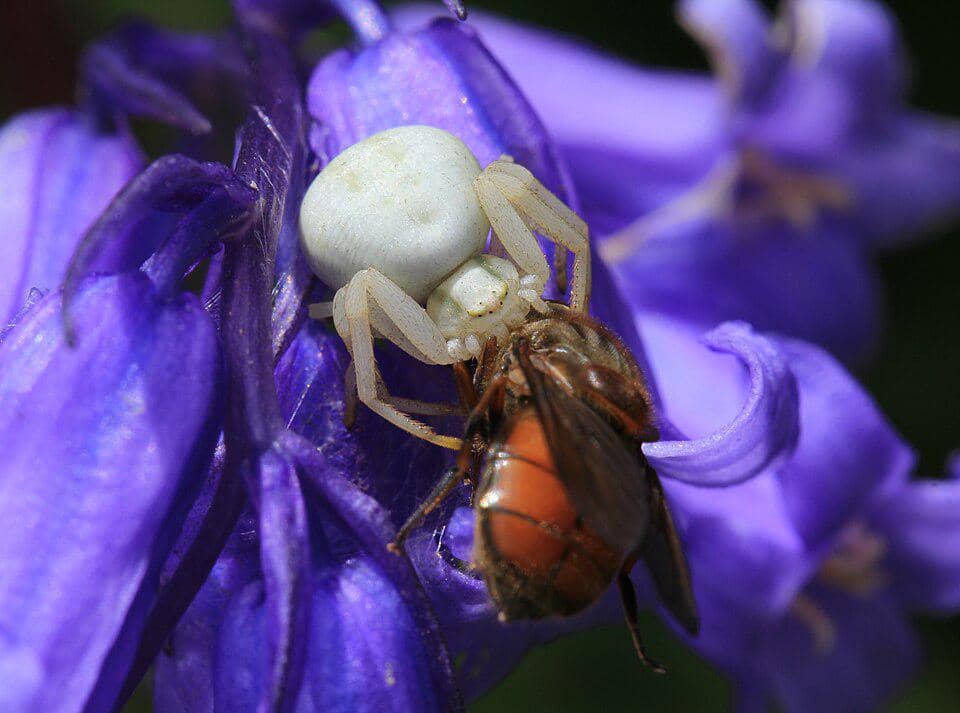 5 Fakta Goldenrod Crab Spider, Laba-Laba Bunga dengan Kamuflase Unik ...