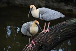 5 Fakta Black Faced Ibis, Ibis Khas Amerika Selatan yang Tangguh | IDN ...