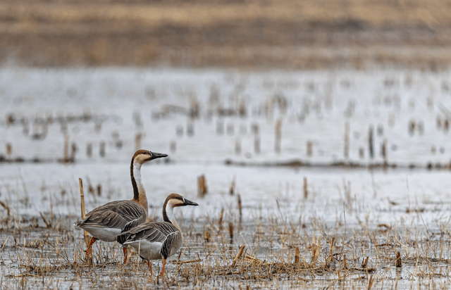 5 Fakta Swan Goose, Angsa Unik Asia dengan Leher Super Panjang | IDN Times