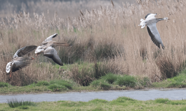5 Fakta Swan Goose, Angsa Unik Asia dengan Leher Super Panjang | IDN Times