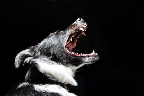 4 Alasan Ilmiah Mengapa Anjing Sering Galak pada Orang Baru | IDN Times