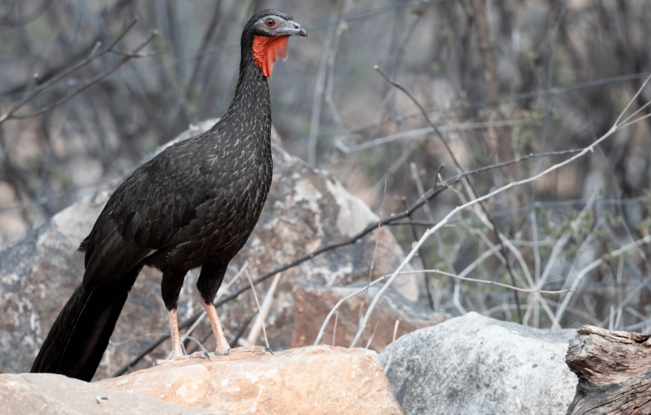 5 Fakta White Winged Guan, Burung Unik Penghuni Hutan Tropis Peru | IDN ...