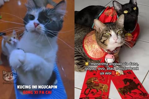 8 Meme Kucing Ready Imlekan, Nagih Angpao Juga | IDN Times