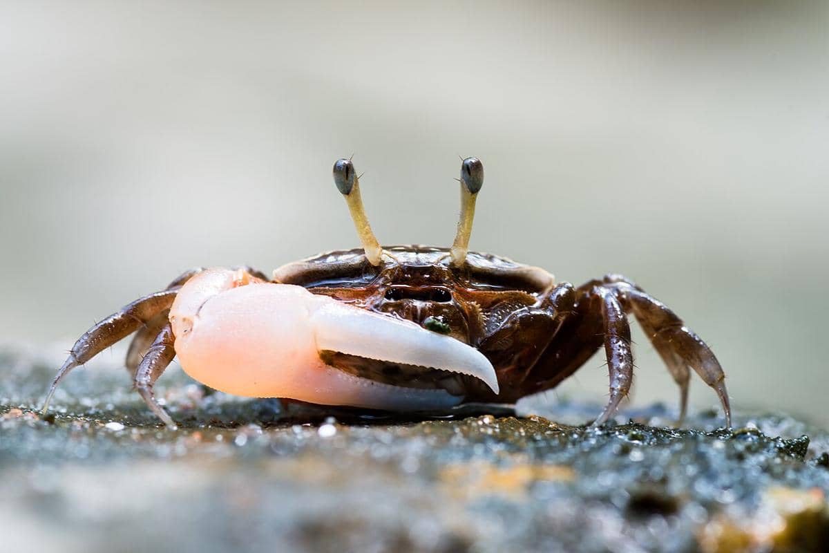 5 Kepiting dengan Capit Terbesar, Capitannya Berbahaya? | IDN Times