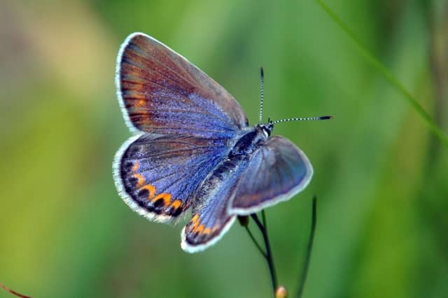 5 Fakta Unik Karner Blue, Kupu-kupu Langka yang Ukurannya Sebesar Koin ...
