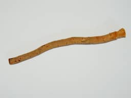 5 Fakta Unik Siwak, Tanaman Tradisional yang Jadi Sikat Gigi Alami ...