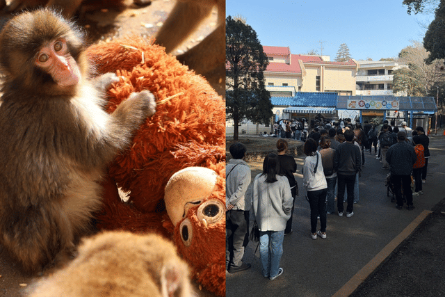 Kenapa Punch si Monyet Viral Selalu Bawa Boneka Orangutan? | IDN Times