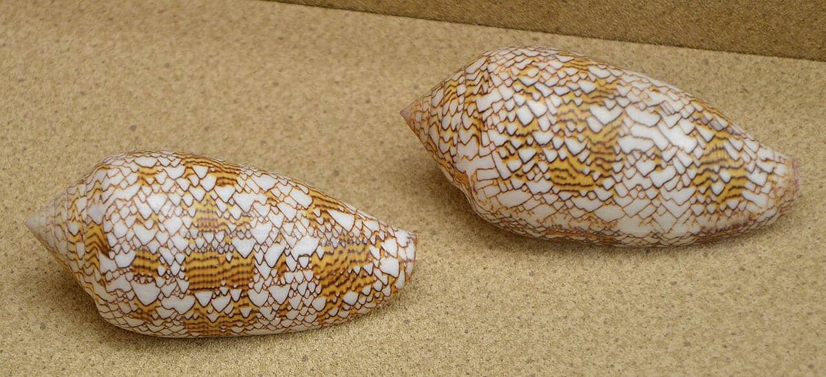 5 Fakta Siput Textile Cone, Moluska Paling Beracun di Dunia | IDN Times