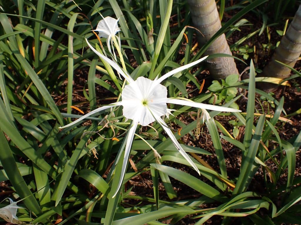 5 Fakta Beach Spider Lily, Bunga Laba-laba Putih yang Tahan Panas | IDN ...