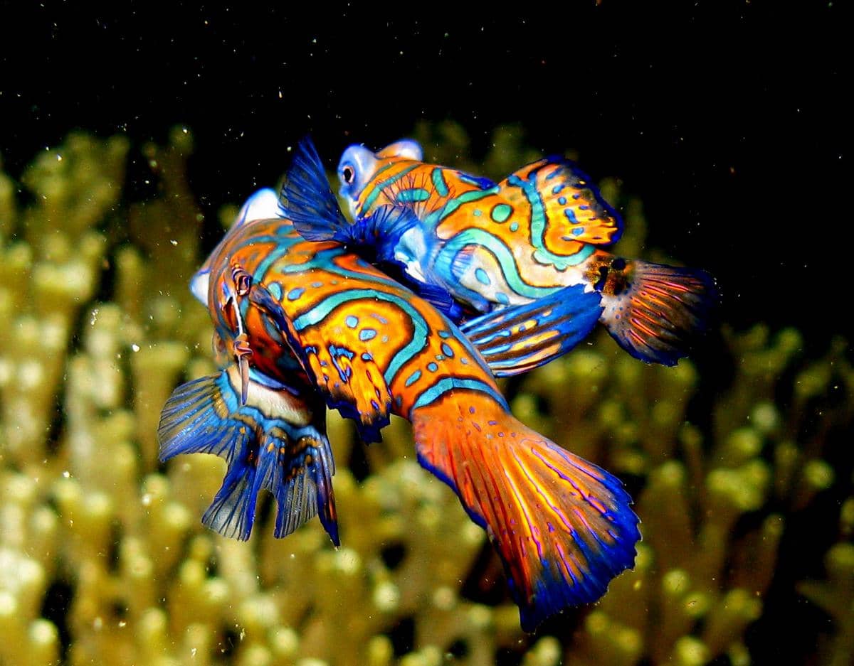 5 Fakta Ikan Mandarin, si Cantik Neon dari Laut Tropis | IDN Times