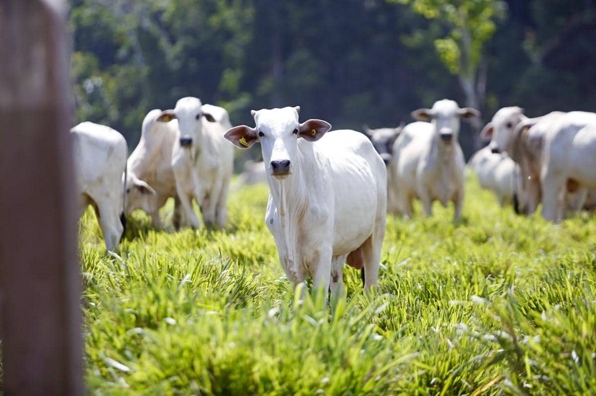 Kenapa Ada Sapi yang Memiliki Tanduk dan Ada yang Tidak? | IDN Times