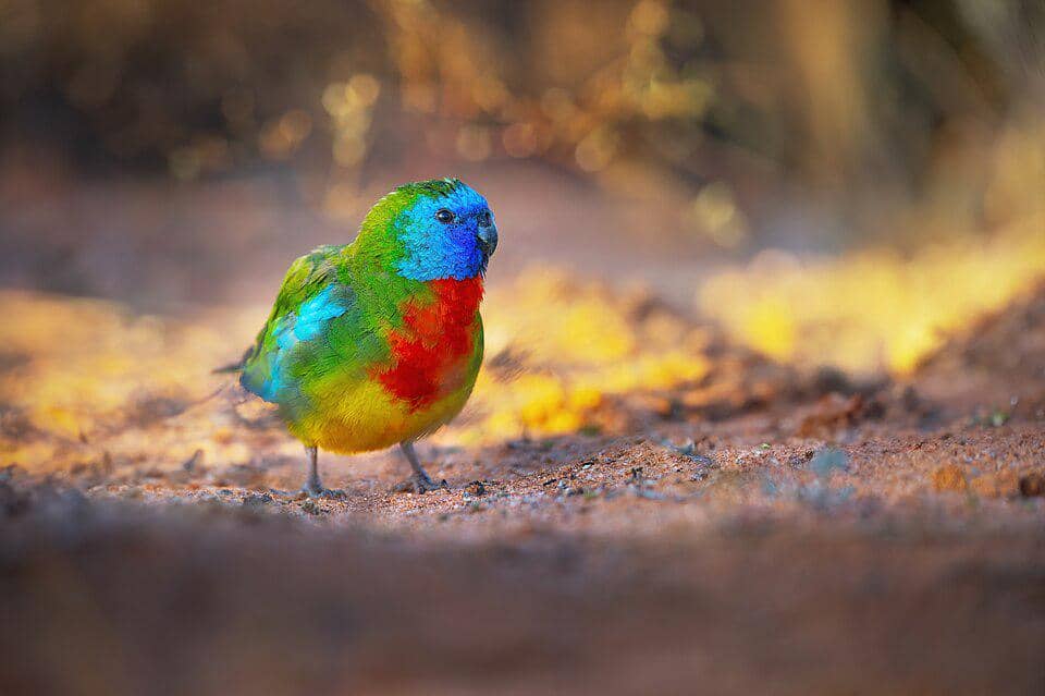 5 Fakta Scarlet Chested Parrot, Parkit Nomaden dengan Warna Indah | IDN ...