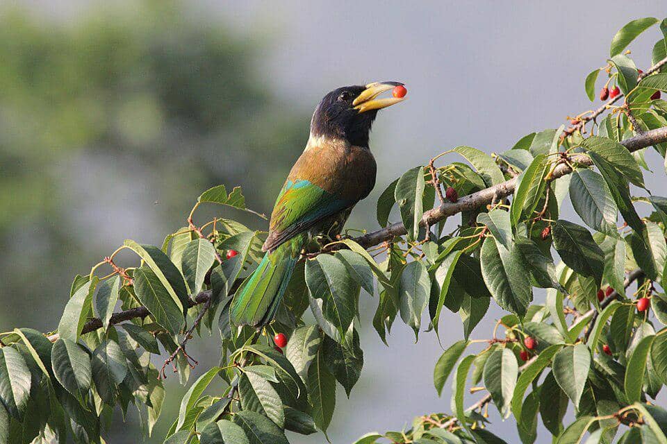 5 Fakta Menarik Great Barbet, Burung Barbet dengan Suara Menggema | IDN ...