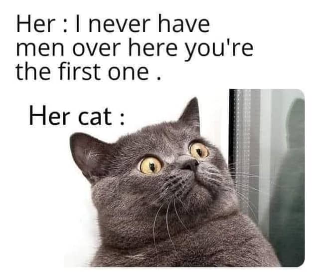 8 Meme Kucing tentang Kebohongan, Absurd dan Bikin Ngakak | IDN Times