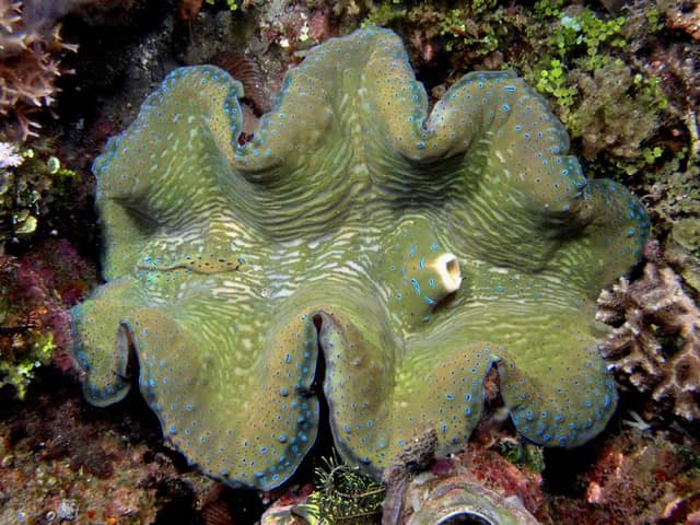 Fakta Menarik Kima Raksasa, Kerang Terbesar di Laut | IDN Times