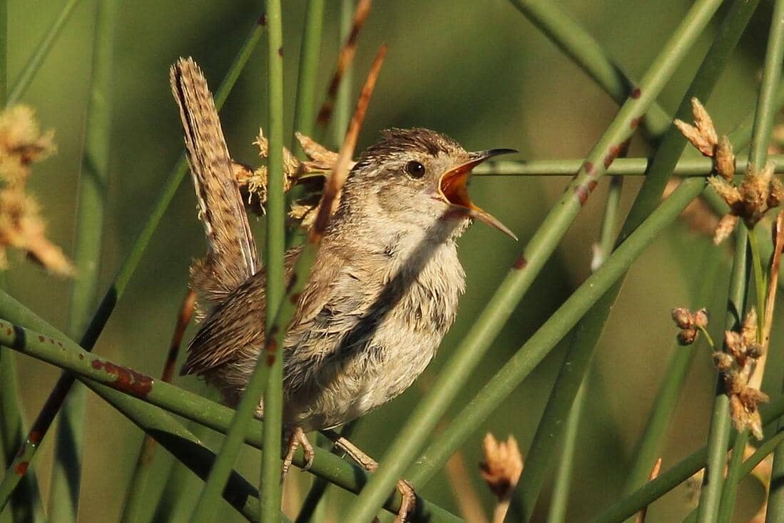 Fakta Menarik Marsh Wren, Burung dengan Ratusan Lagu | IDN Times
