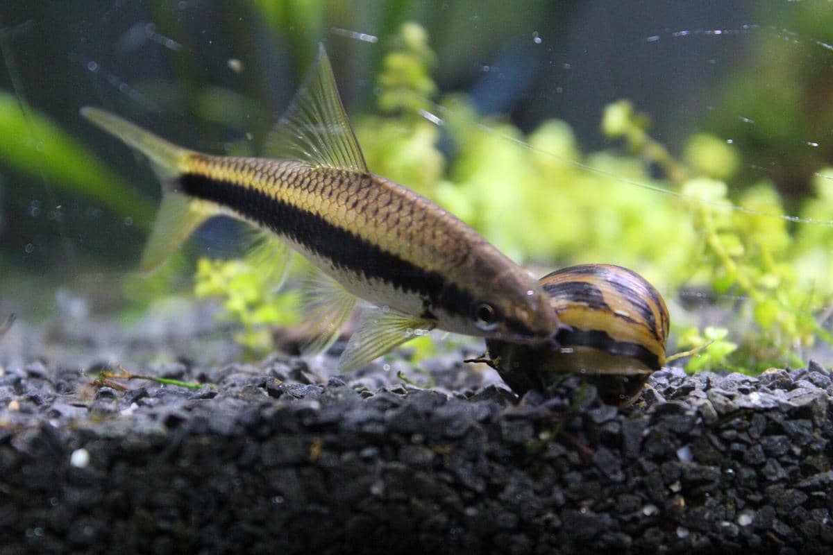 3 Ikan Pembersih Akuarium selain Sapu-sapu, Tertarik Pelihara? | IDN Times