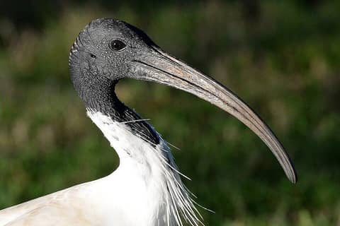 7 Fakta Unik Ibis Australia | IDN Times