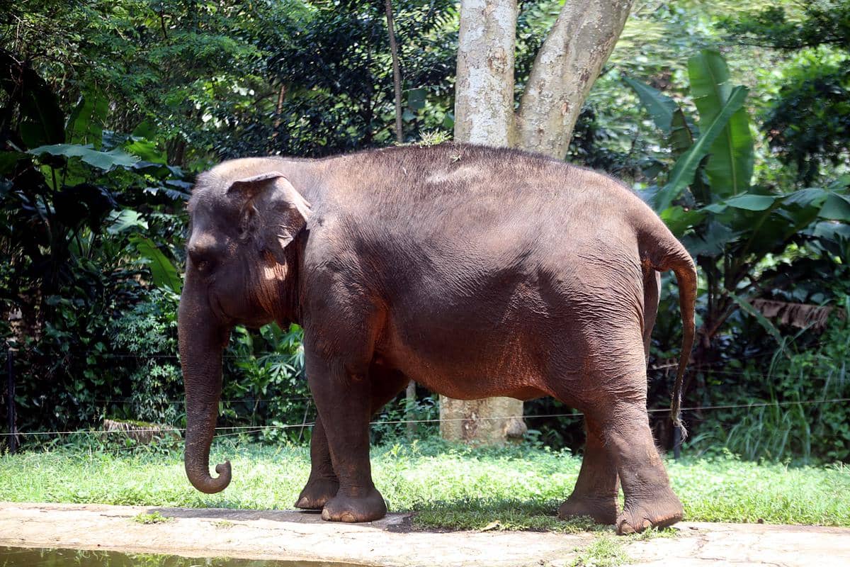 Kemenhut dan Pemkot Bandung Perpanjang MoU Bandung Zoo | IDN Times Jabar