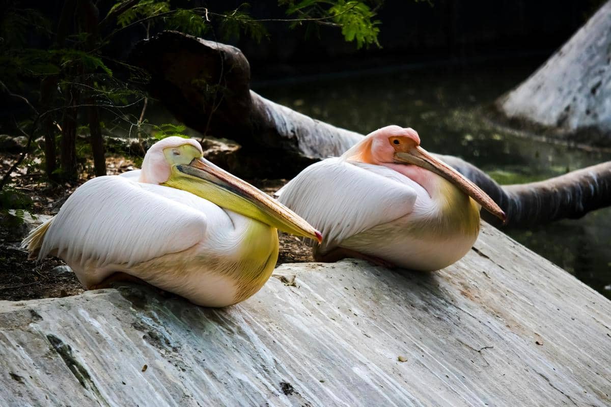 Fakta Menarik Burung Pelikan dan Asal Usul Purba | IDN Times
