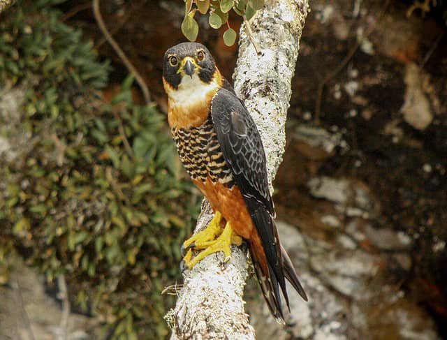 Fakta Orange-breasted Falcon, Elang Langka Hutan Tropis | IDN Times