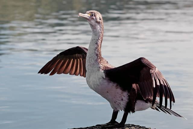 Fakta Unik Musang Air, Spesies Langka Asia Tenggara | IDN Times