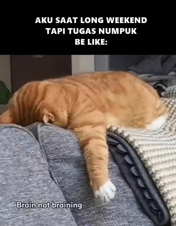 Meme Kucing Long Weekend Idul Adha 2026 | IDN Times