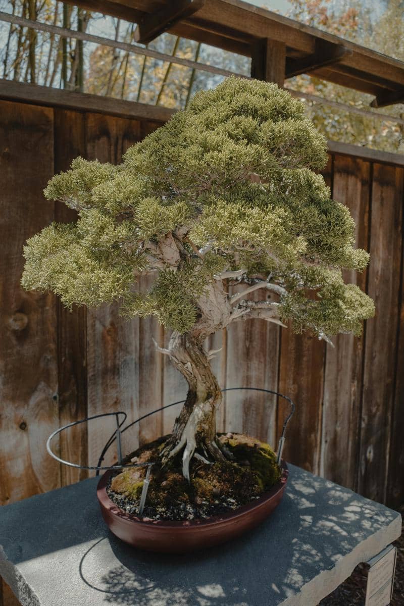 5 Jenis Tanaman Bonsai untuk Dekorasi Rumah Estetik | IDN Times